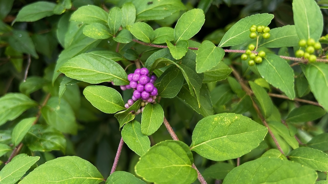 小関越えで山科まで: KURIのブログ3