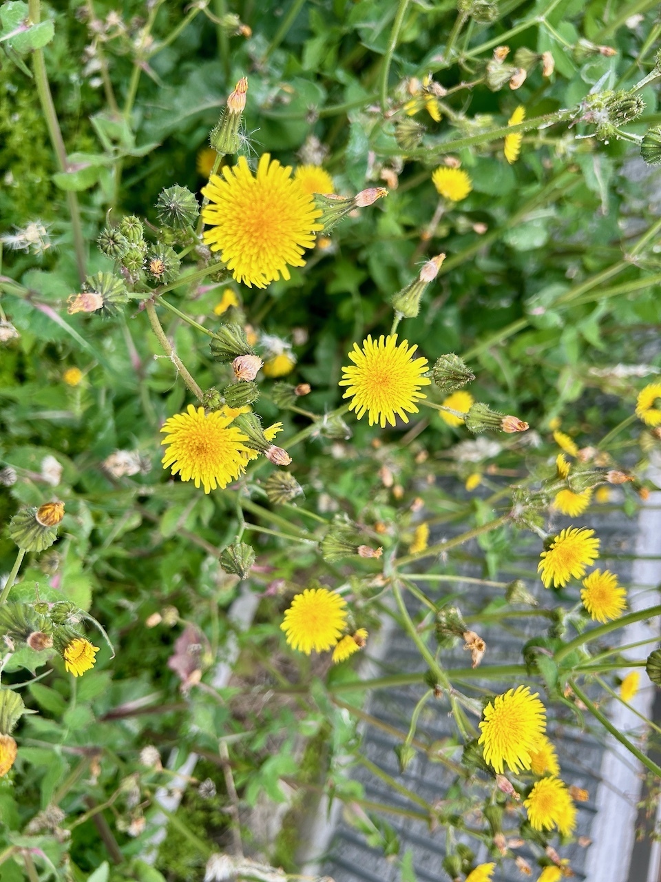 春の道端: KURIのブログ3