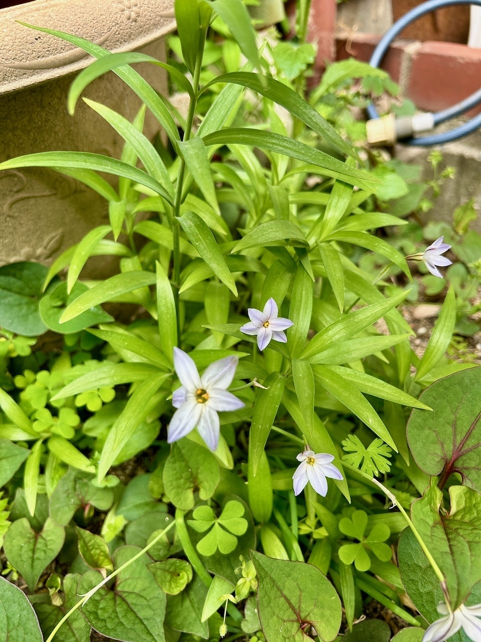 春の道端: KURIのブログ3