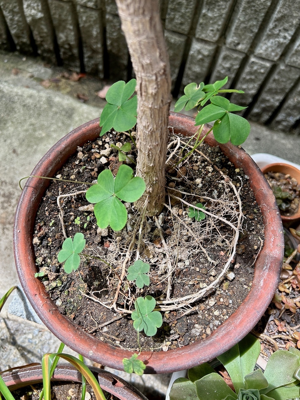 カタバミ: KURIのブログ3